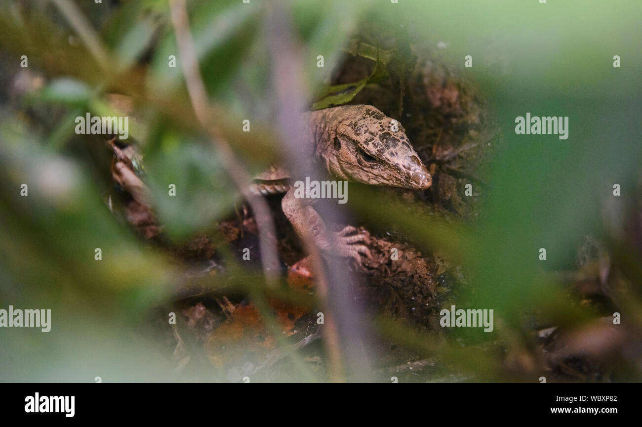 Lizard hiding in the jungle, Tambopata National Park, Peruvian Amazon ...