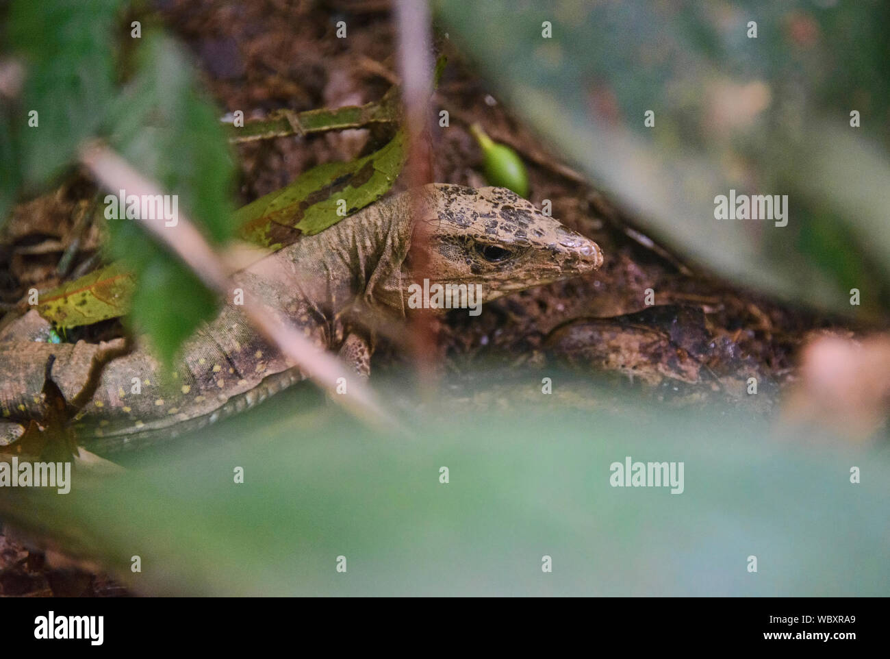 Lizard hiding in the jungle, Tambopata National Park, Peruvian Amazon ...