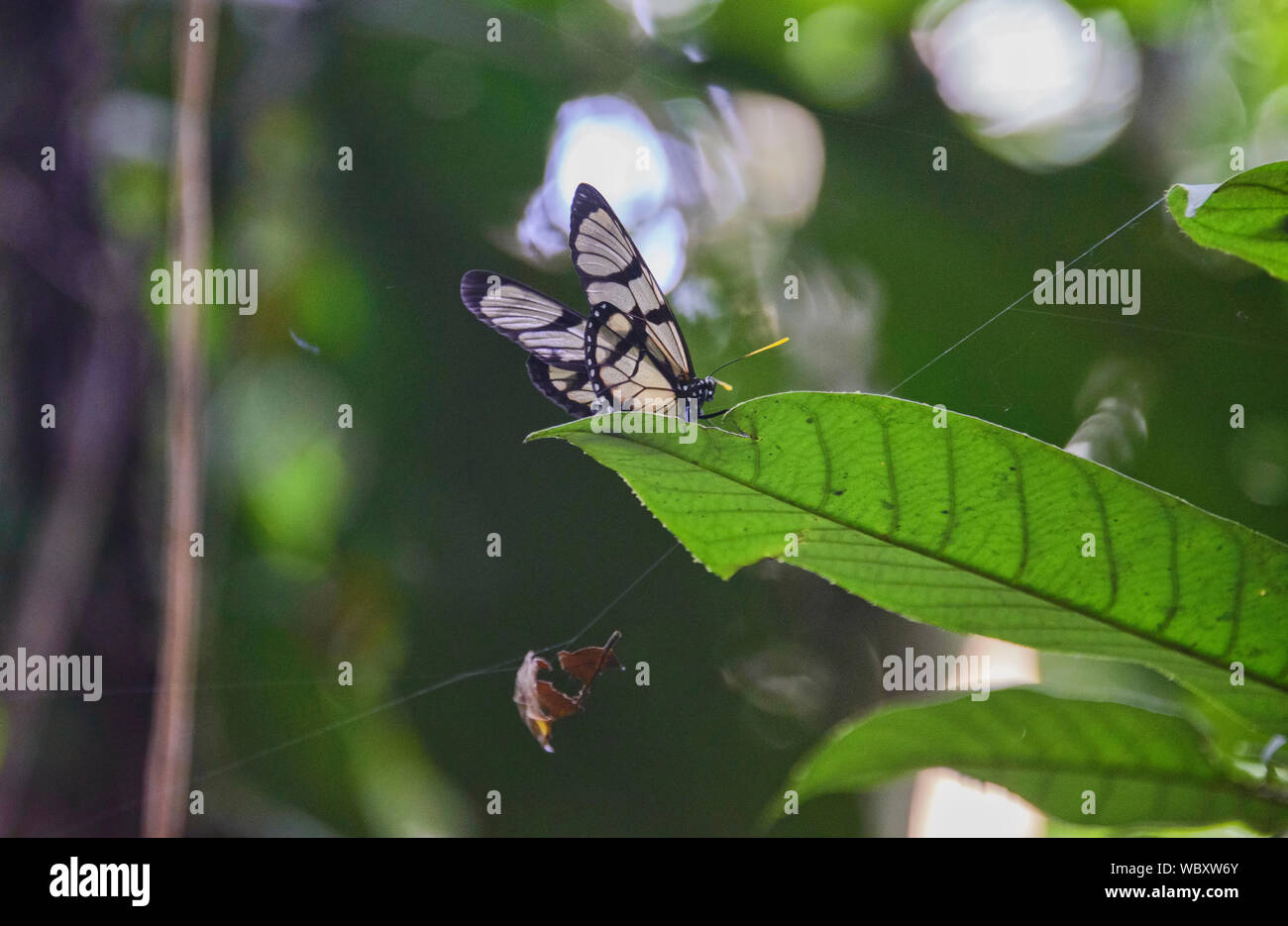 Butterflies amazon peru butterfly hi-res stock photography and images ...