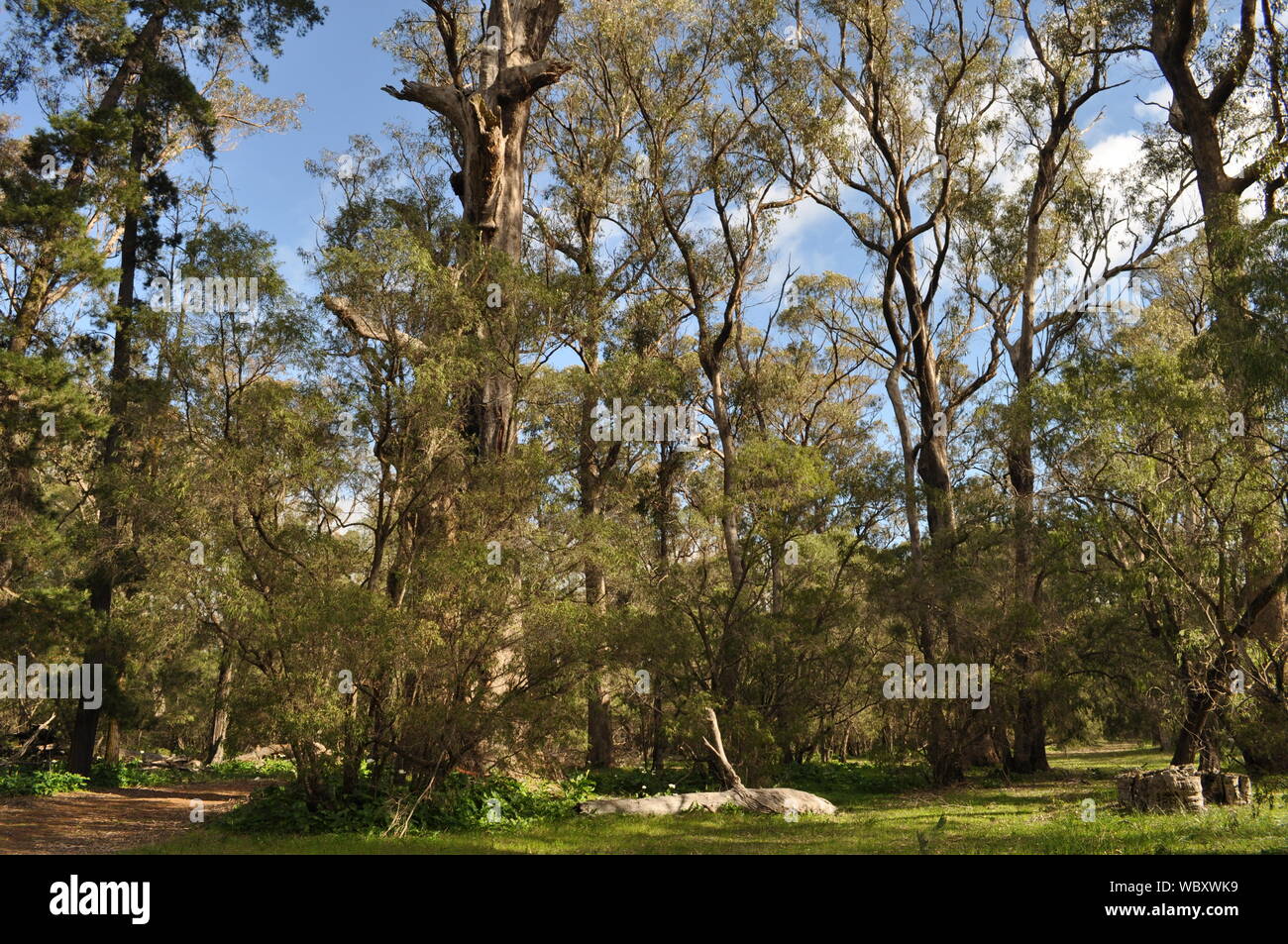Tuart trees, Eucalyptus gomphocephala, Tuart Forest National Park ...