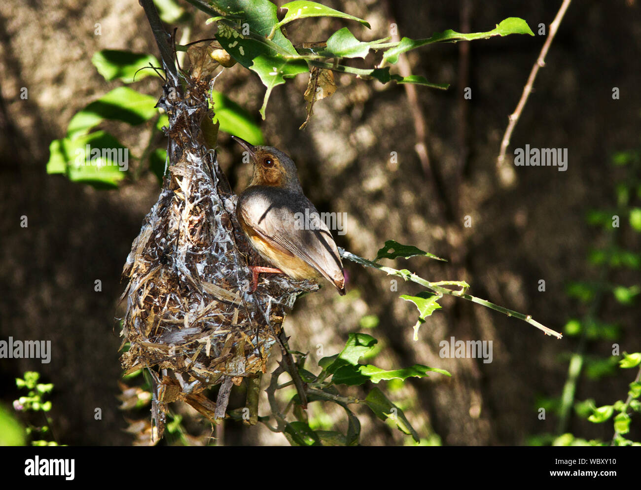 The Red-faced Crombec is a small member of the warbler family ...
