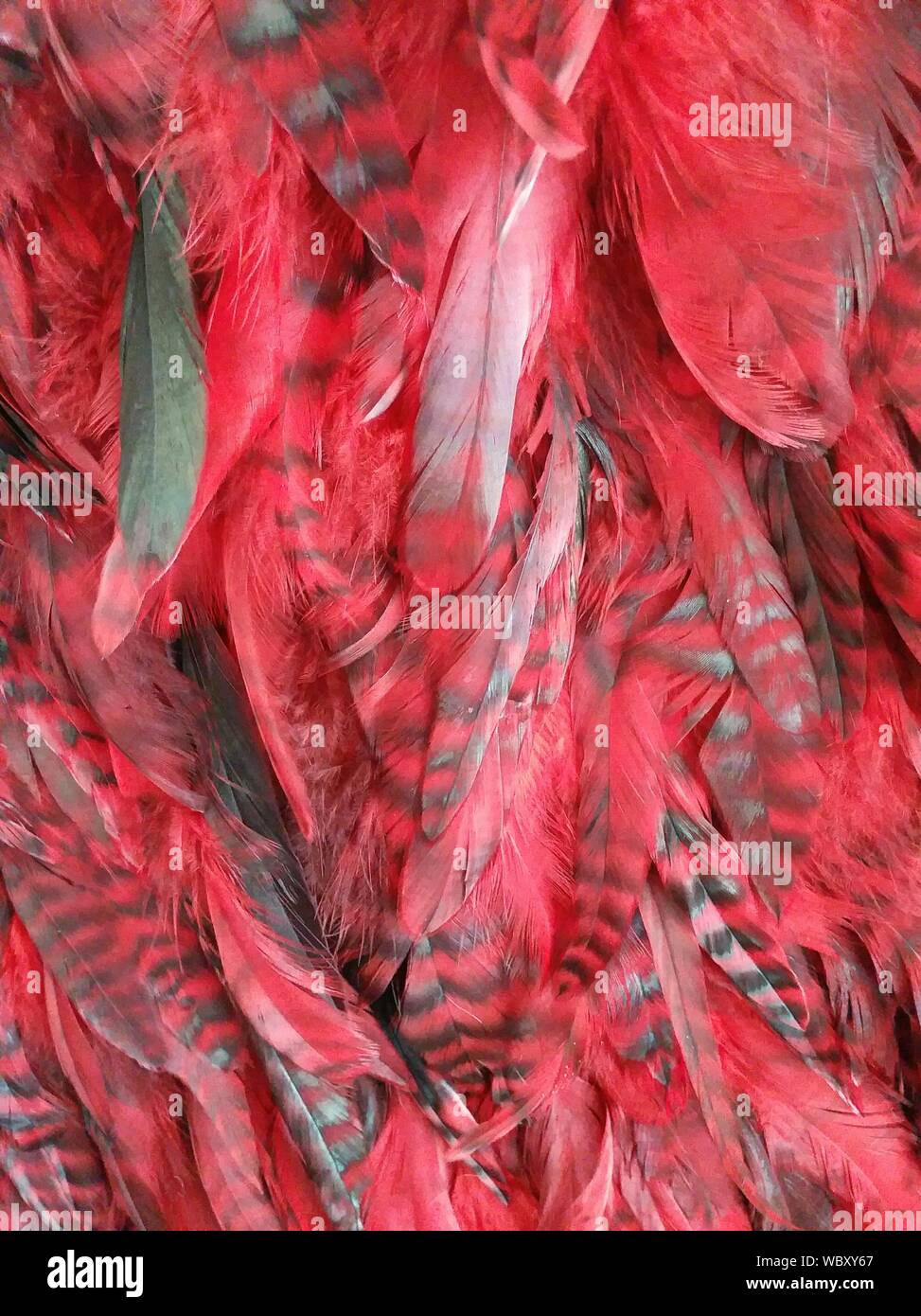 Red feathers hi-res stock photography and images - Alamy