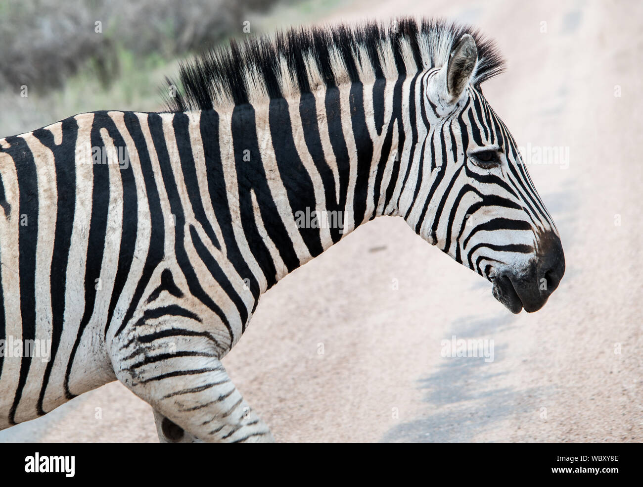 Side road zebra hi-res stock photography and images - Alamy