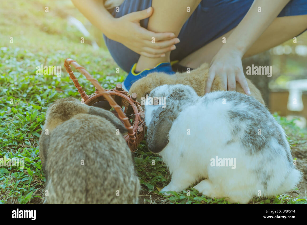 Kid feeding and petting rabbits outside during spring time in garden ...