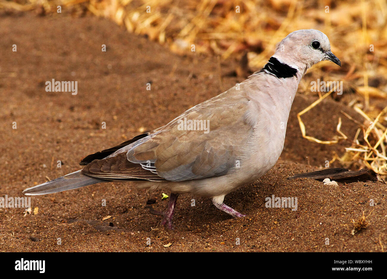 Ring necked doves hi-res stock photography and images - Alamy