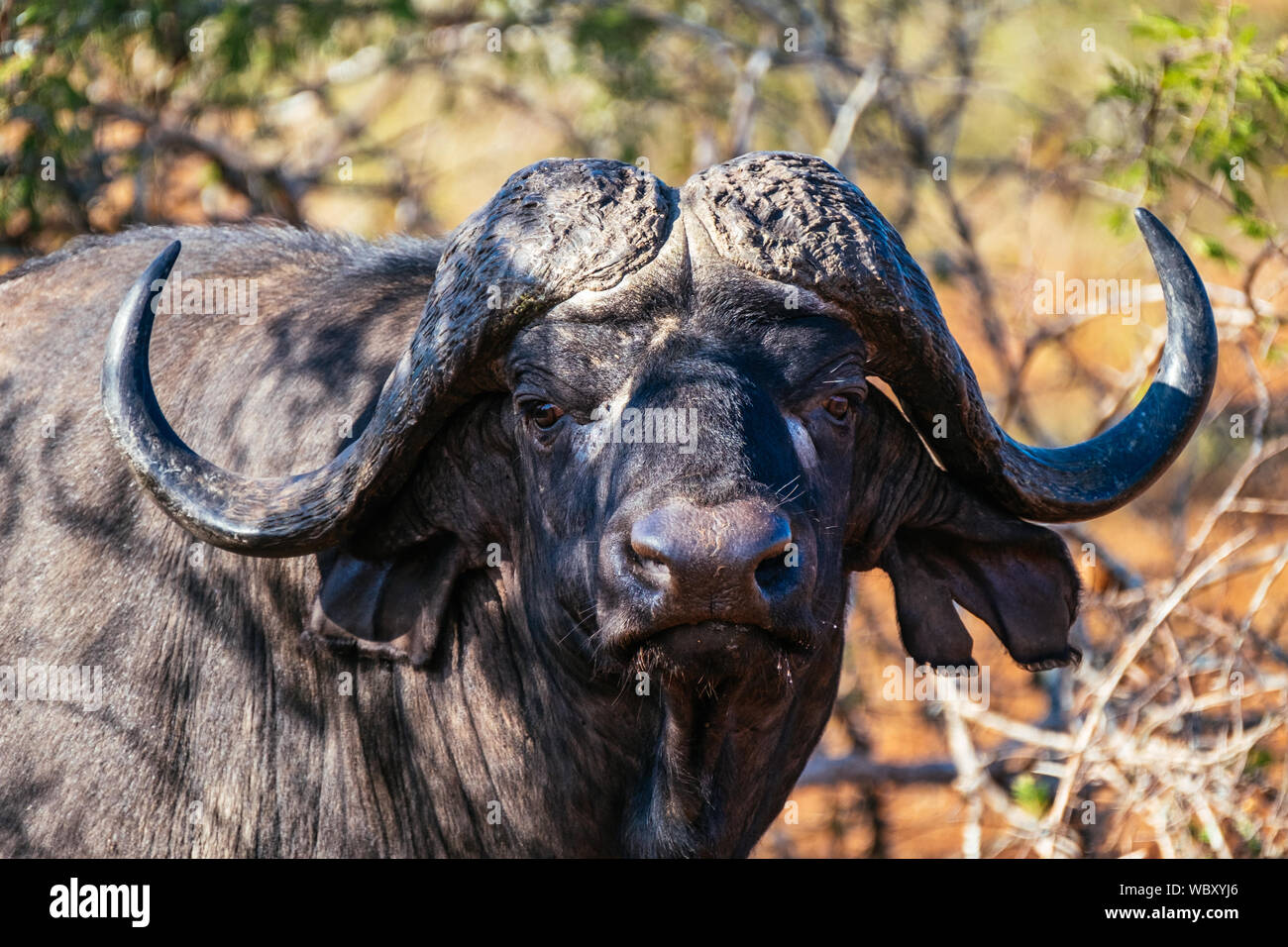 Buffalo portrait shadow hi-res stock photography and images - Alamy