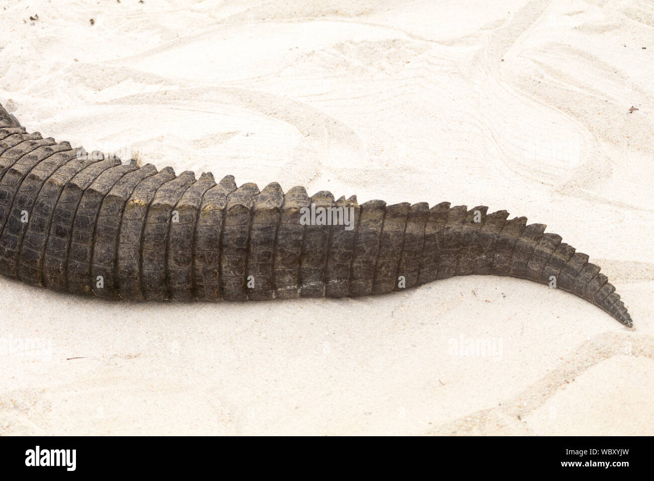 Alligator tail hi-res stock photography and images - Alamy