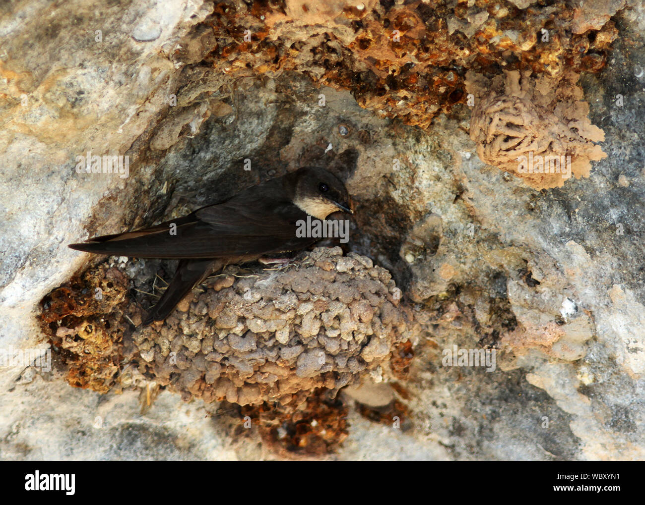 A drab member of the Swallow and Martin family, the Rock Martin occurs ...