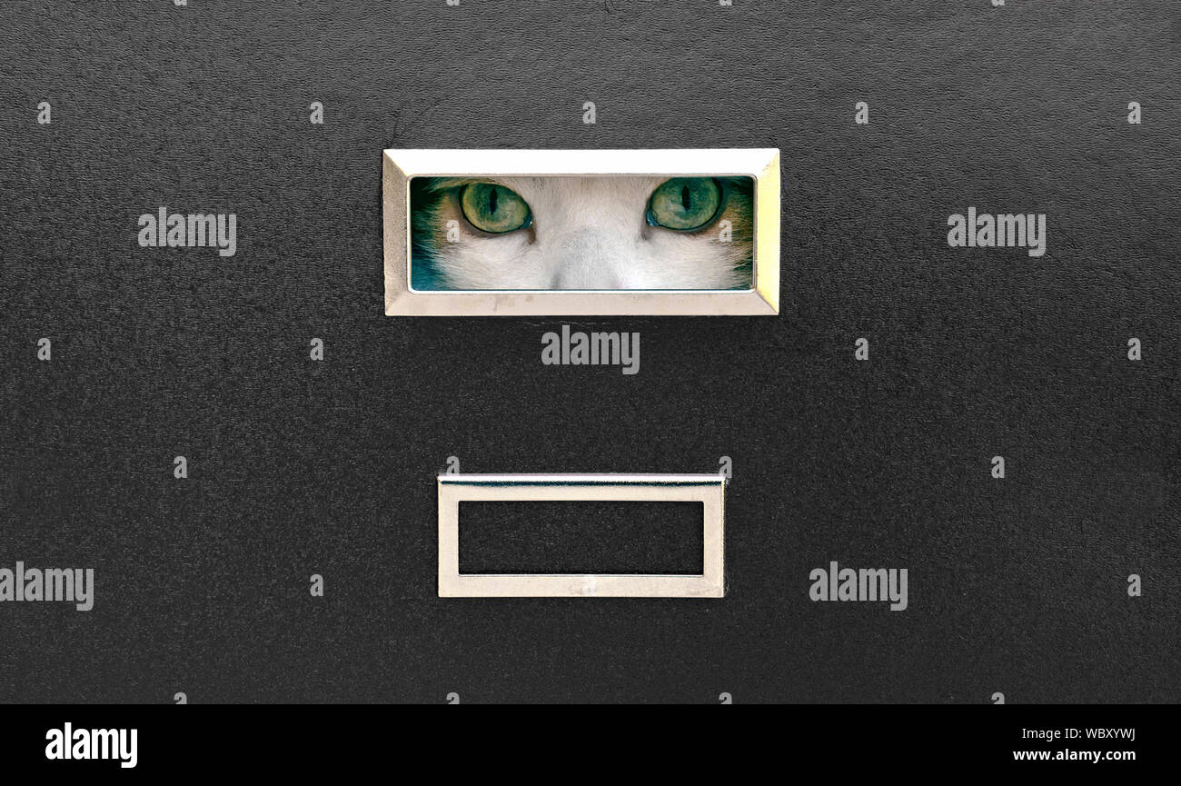 Cat looking through door hi-res stock photography and images - Alamy