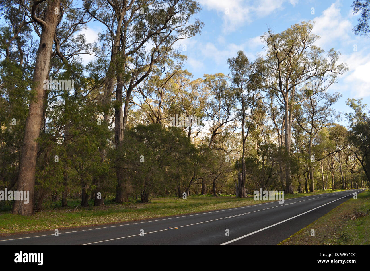 Tuart trees, Eucalyptus gomphocephala, Tuart Forest National Park ...