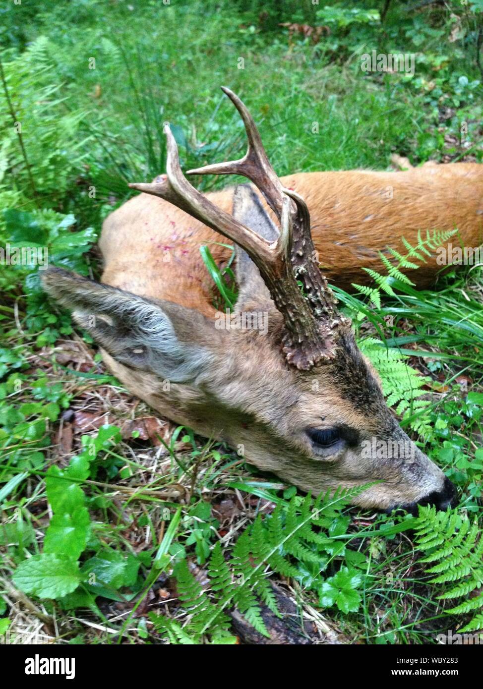 Deer Dead Hunting Animal High Resolution Stock Photography and Images ...