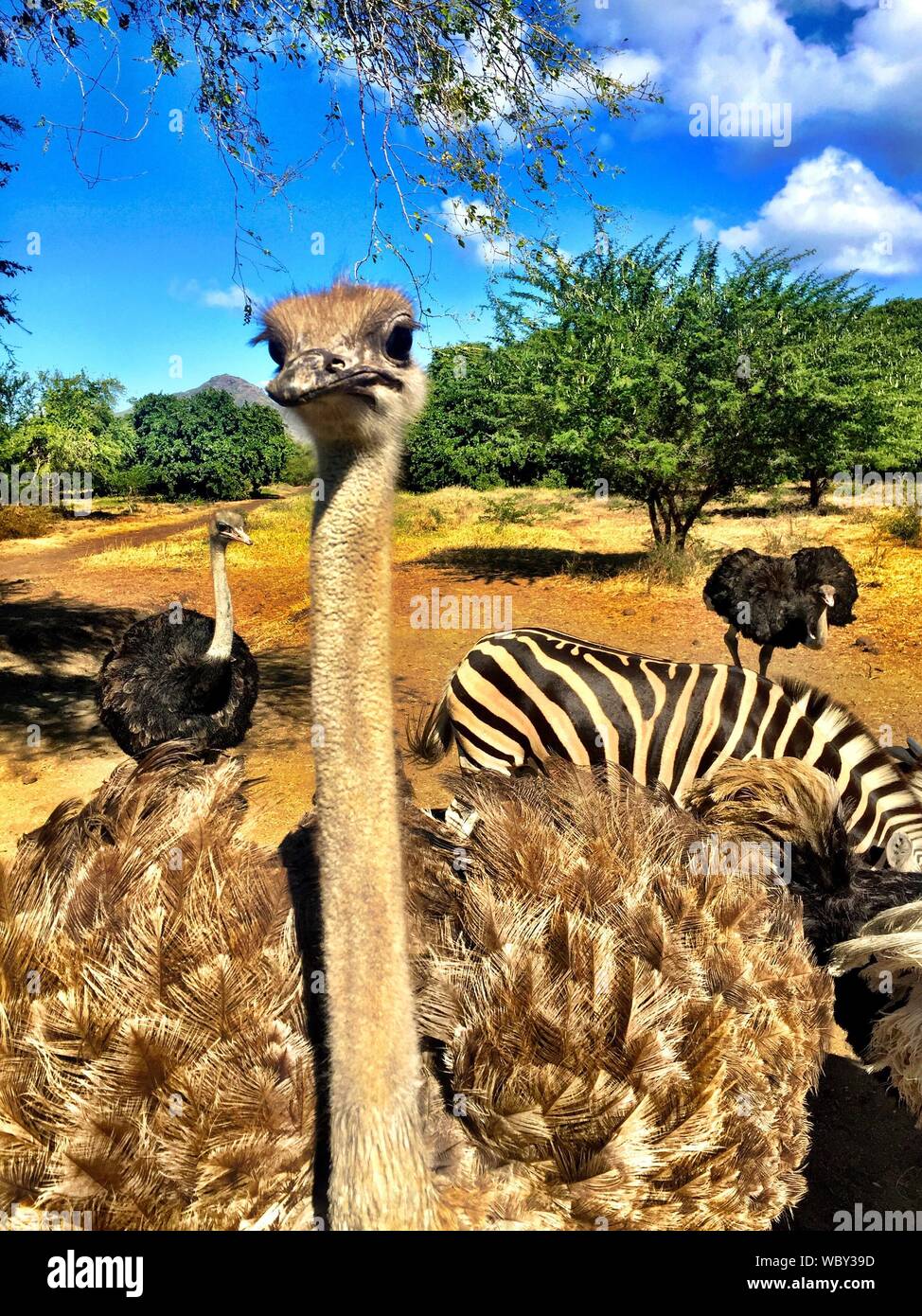 Mauritius animals hi-res stock photography and images - Alamy