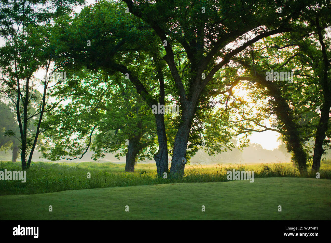 Sunlight through trees golf course hi-res stock photography and images ...