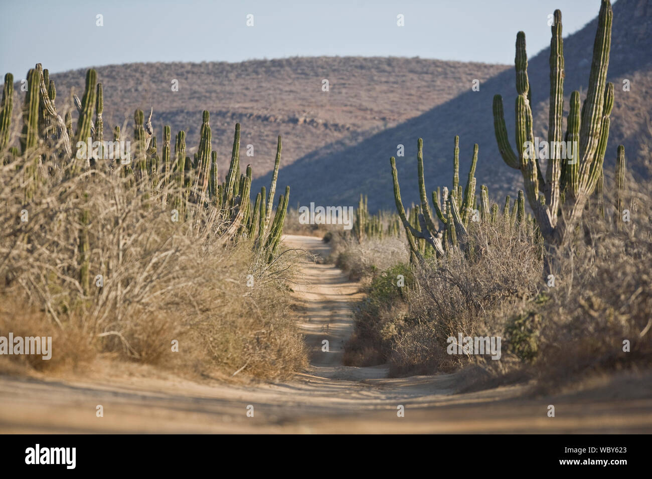 Cactus growing in a remote arid climate Stock Photo - Alamy