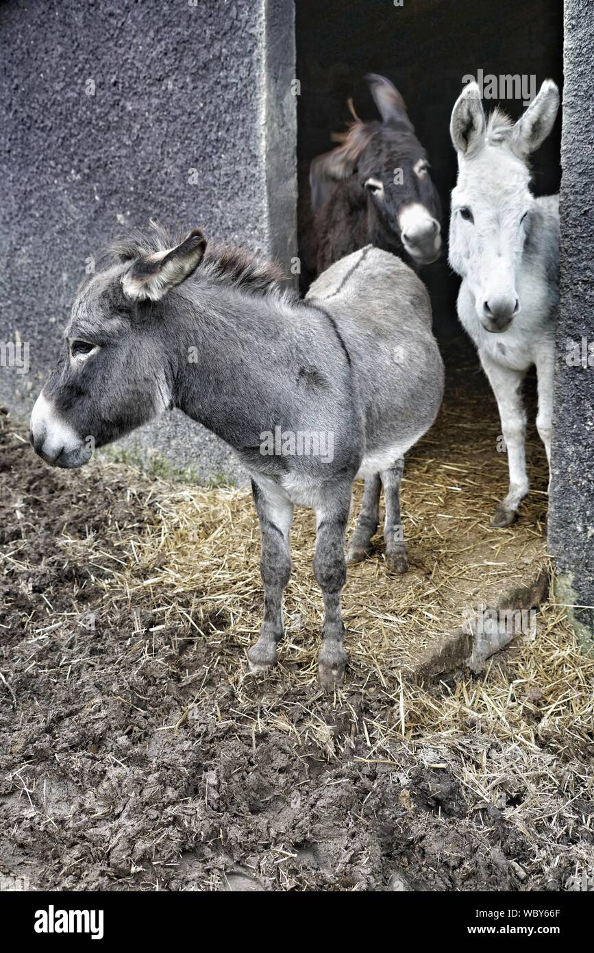 Donkeys field hi-res stock photography and images - Alamy