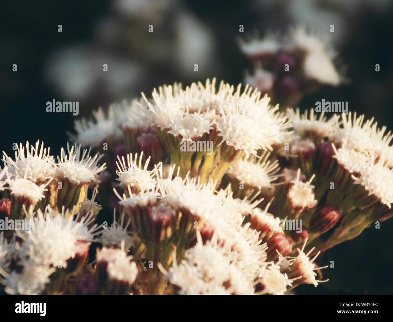 Sea Urchin Cactus High Resolution Stock Photography and Images - Alamy