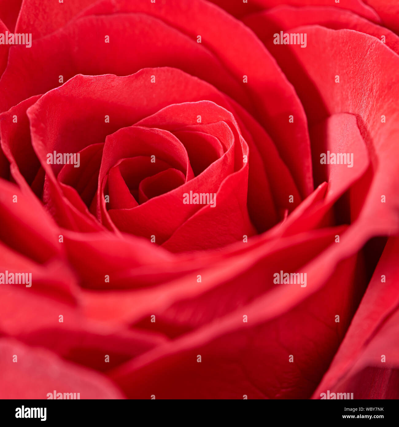 Red rose close up with beautiful rose petals Stock Photo - Alamy