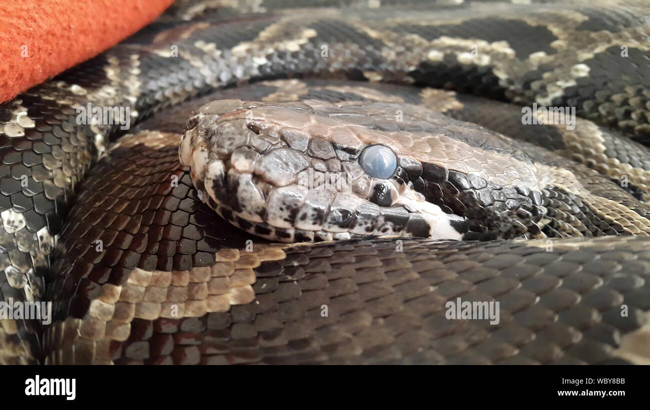 Curled up looking at camera hi-res stock photography and images - Alamy