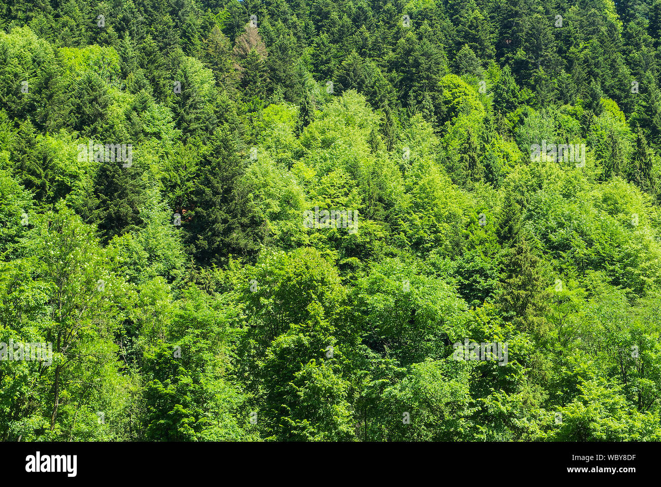 Forest in Spring with new branches and leaves Stock Photo - Alamy