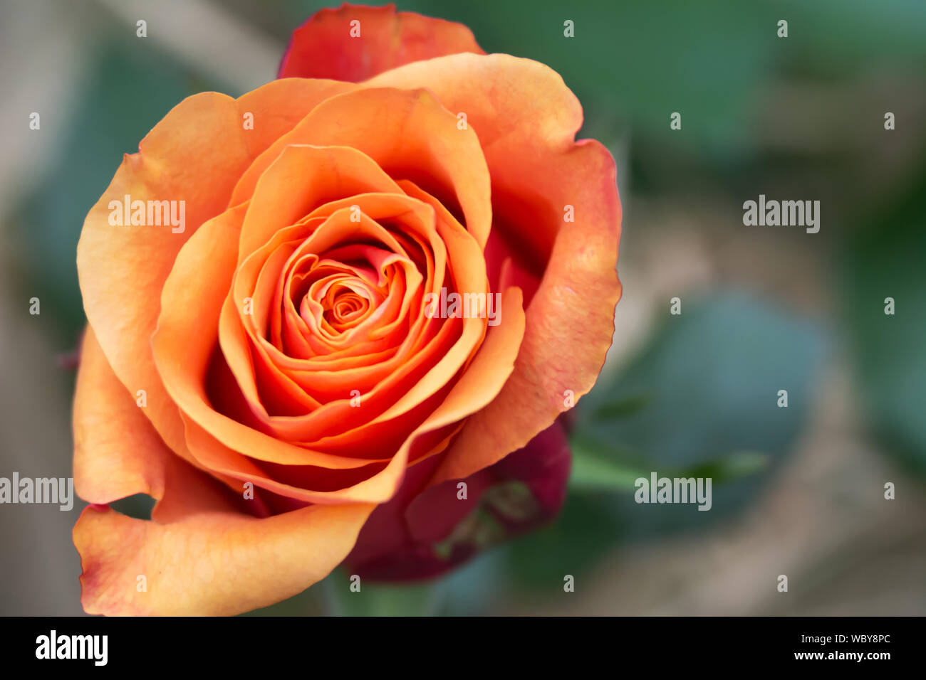Single orange rose petals hi-res stock photography and images - Alamy
