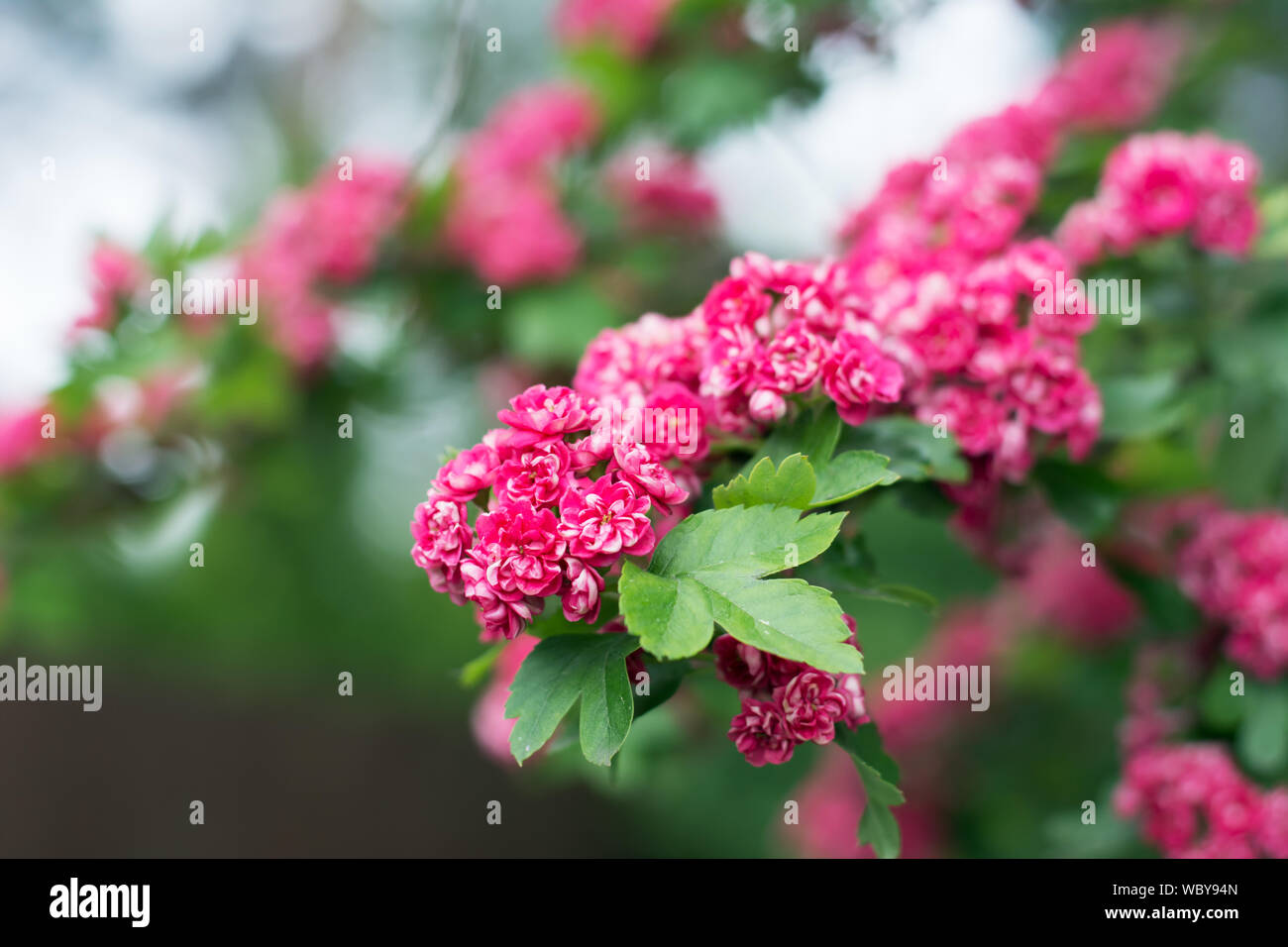 Mayflowers High Resolution Stock Photography and Images - Alamy