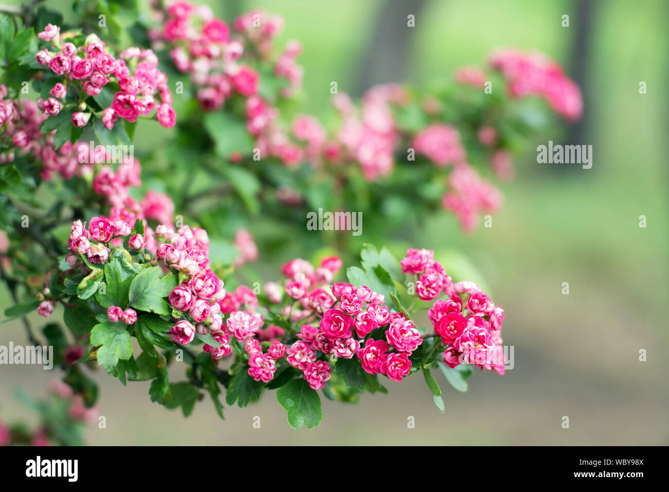 Mayflowers hi-res stock photography and images - Alamy