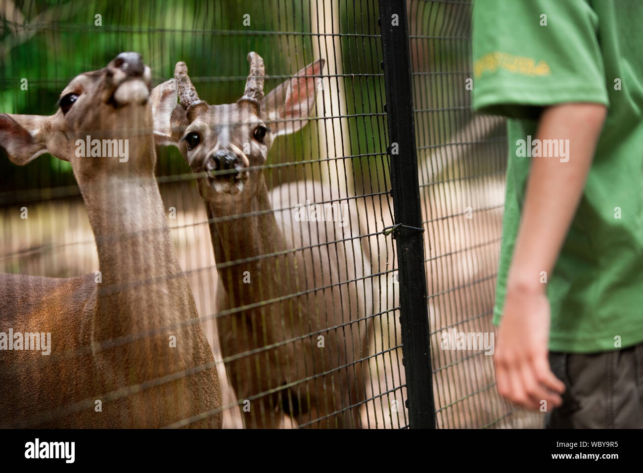 Two young deer standing at the edge of a fence near to where a boy is ...