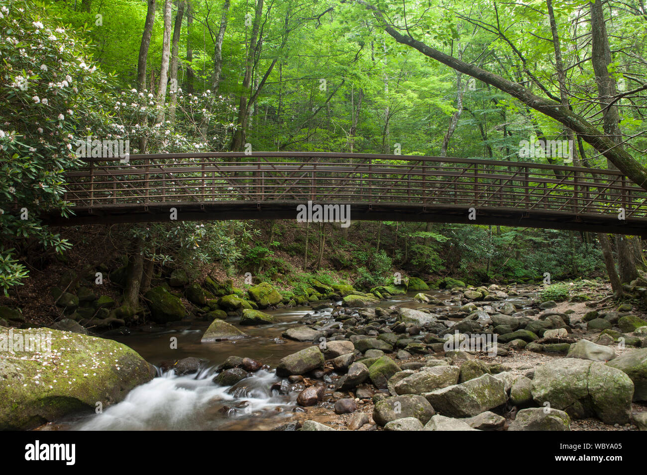 footbridge over stream with rhododendrons in South Carolina Stock Photo ...