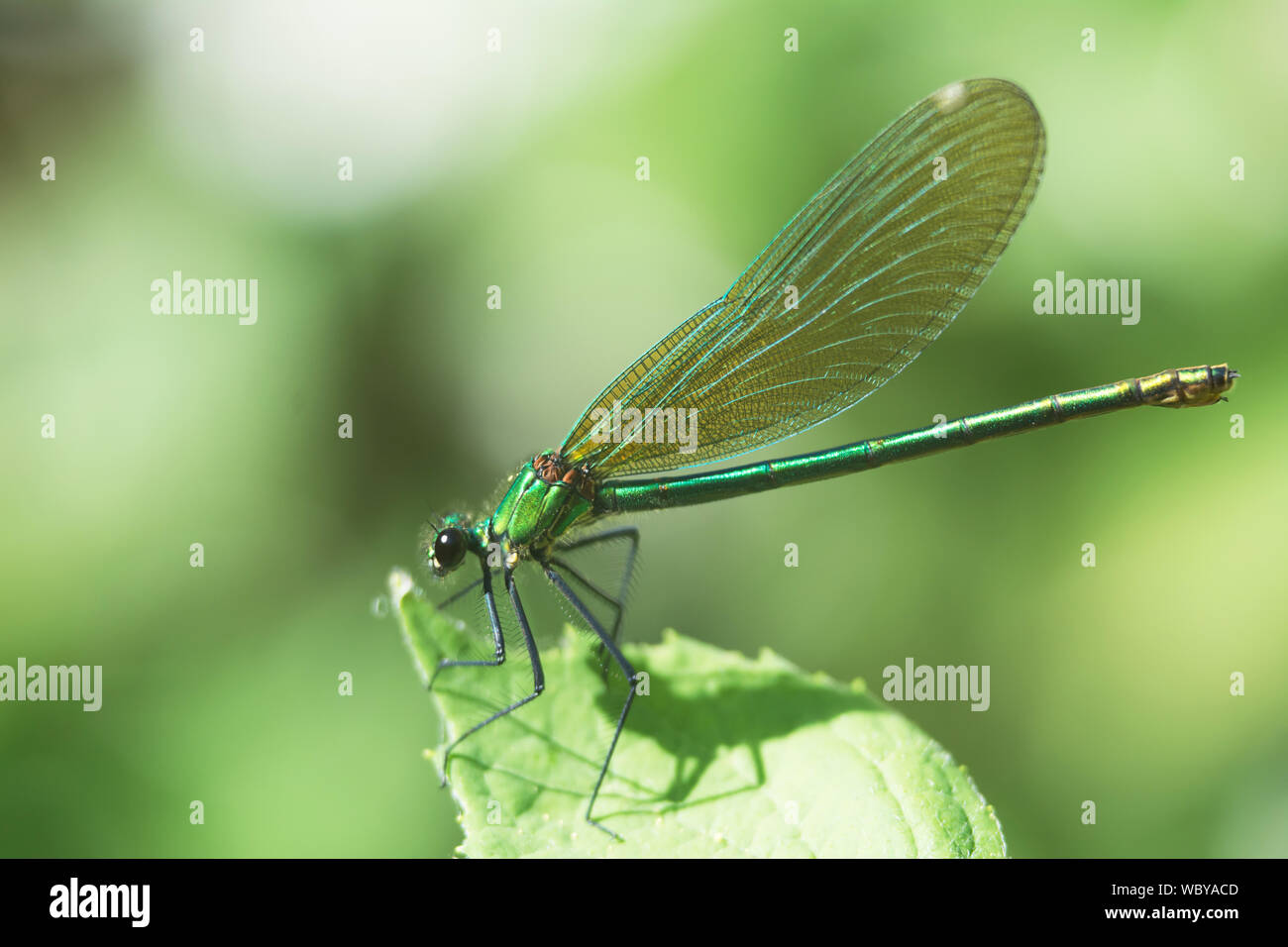 Macro of beautiful green dragonfly standing on a leaf with closed wings ...