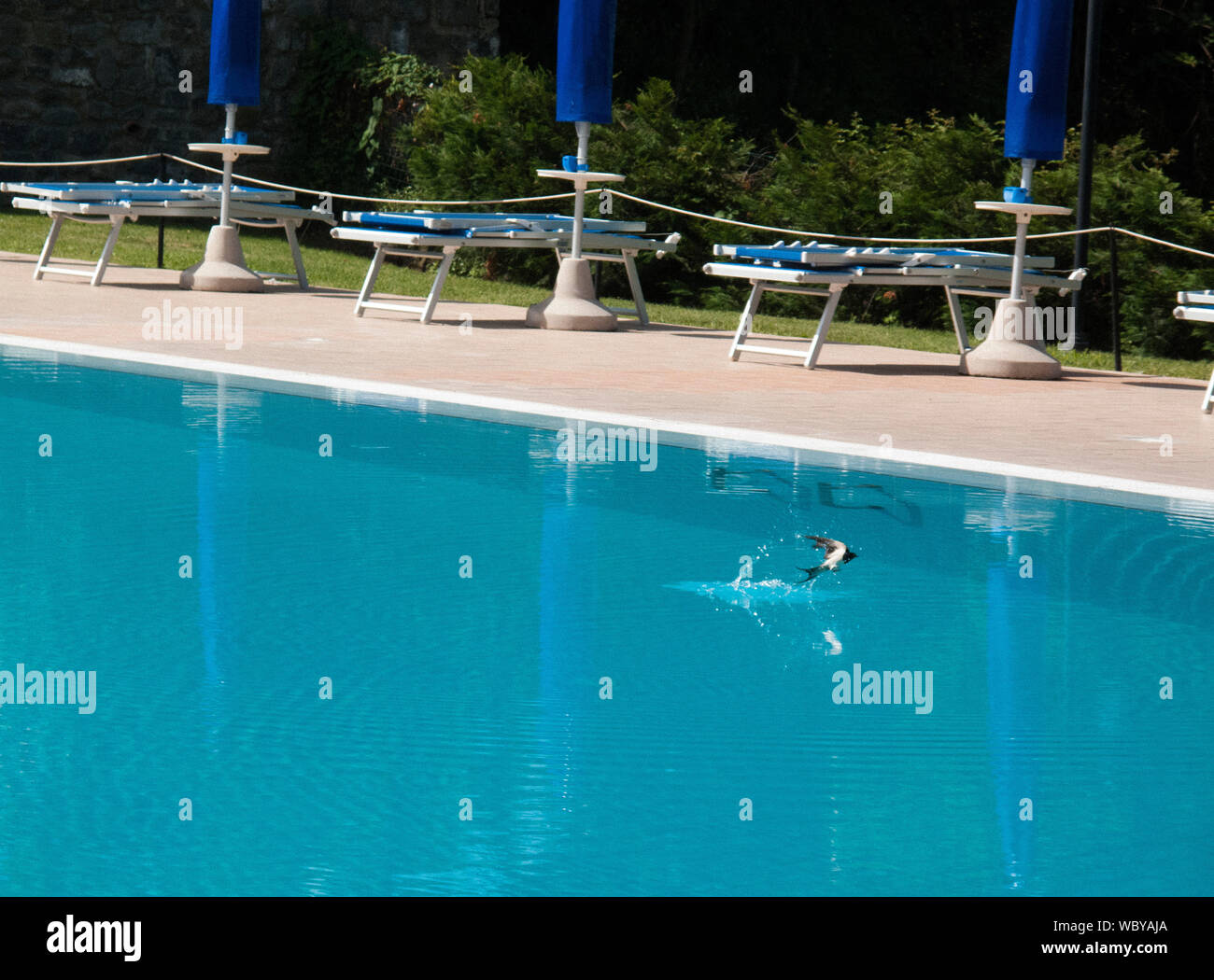 Reflection pool bird hi-res stock photography and images - Alamy