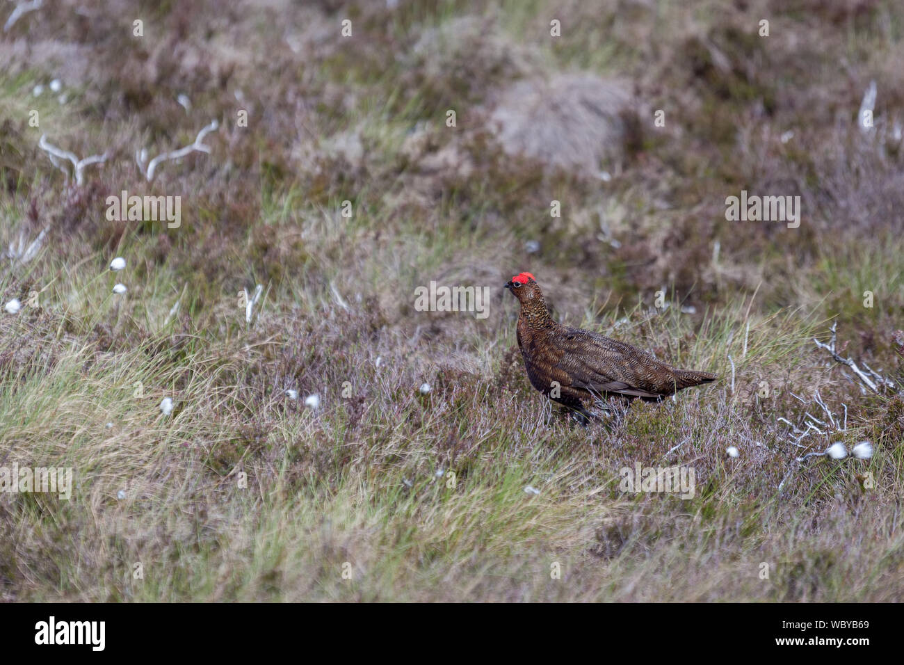 Scotland grouse moor hi-res stock photography and images - Alamy
