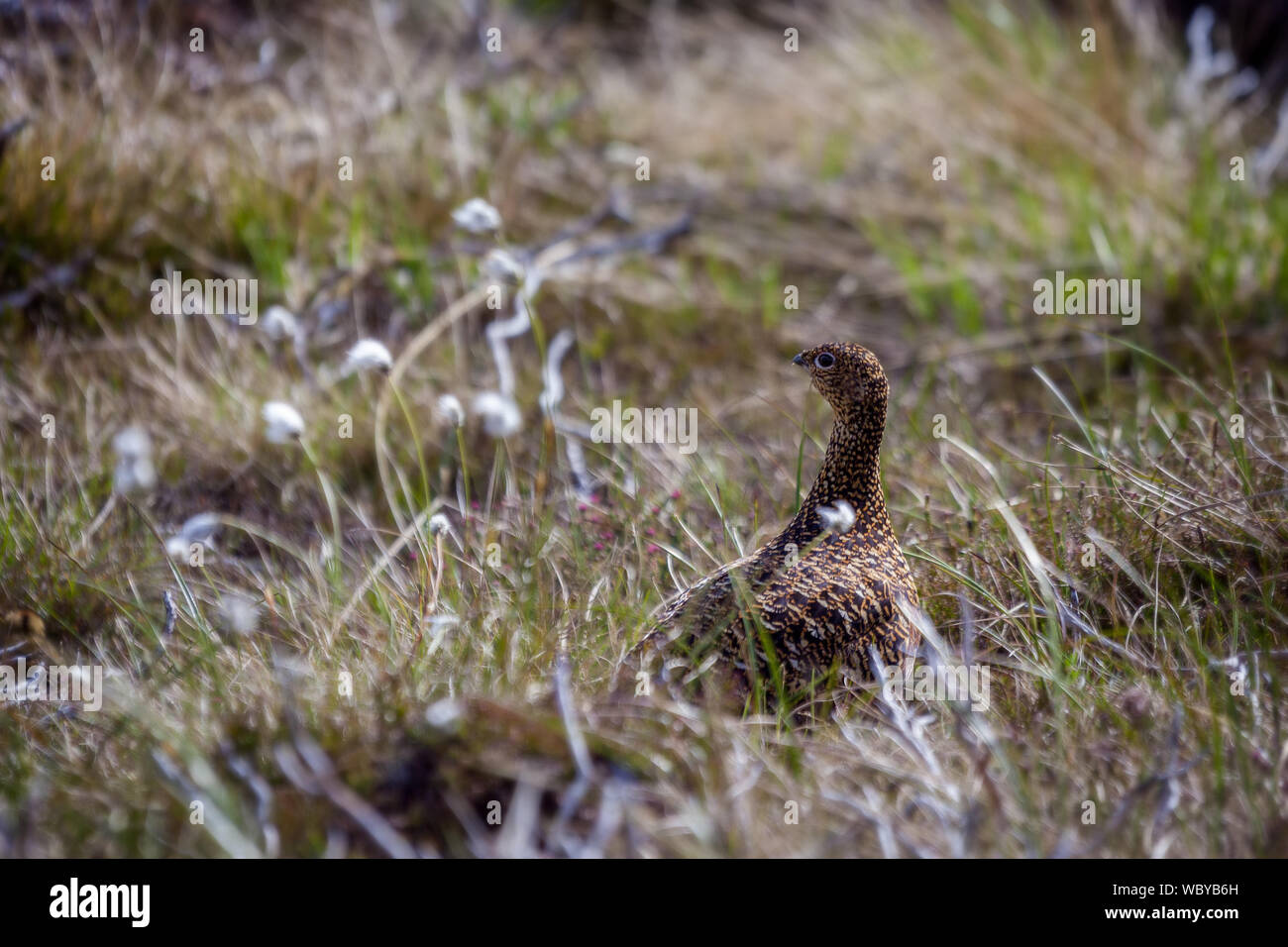 Female grouse hi-res stock photography and images - Alamy