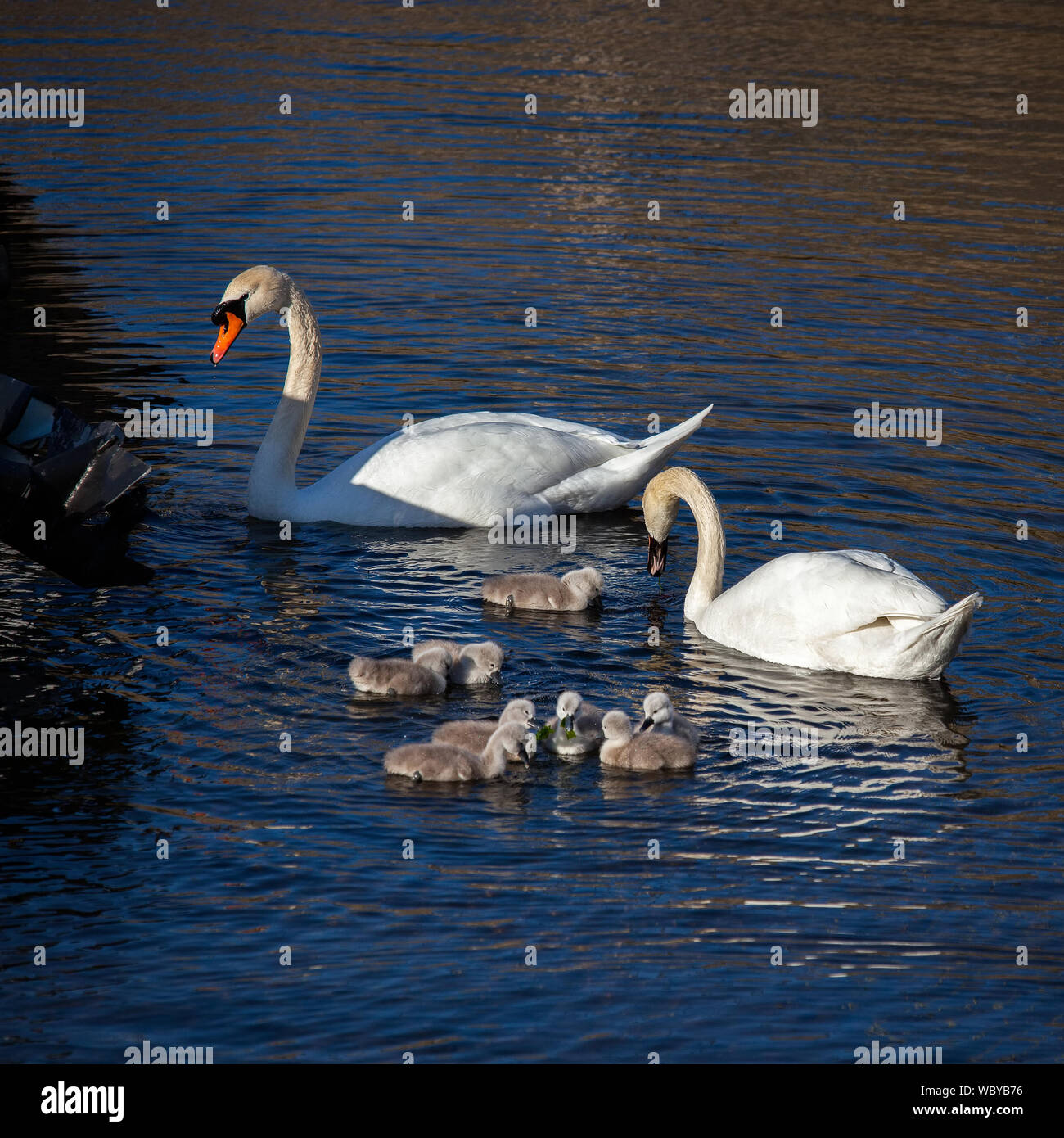 Mute Swans (Cygnus olor) with Cygnets Stock Photo - Alamy