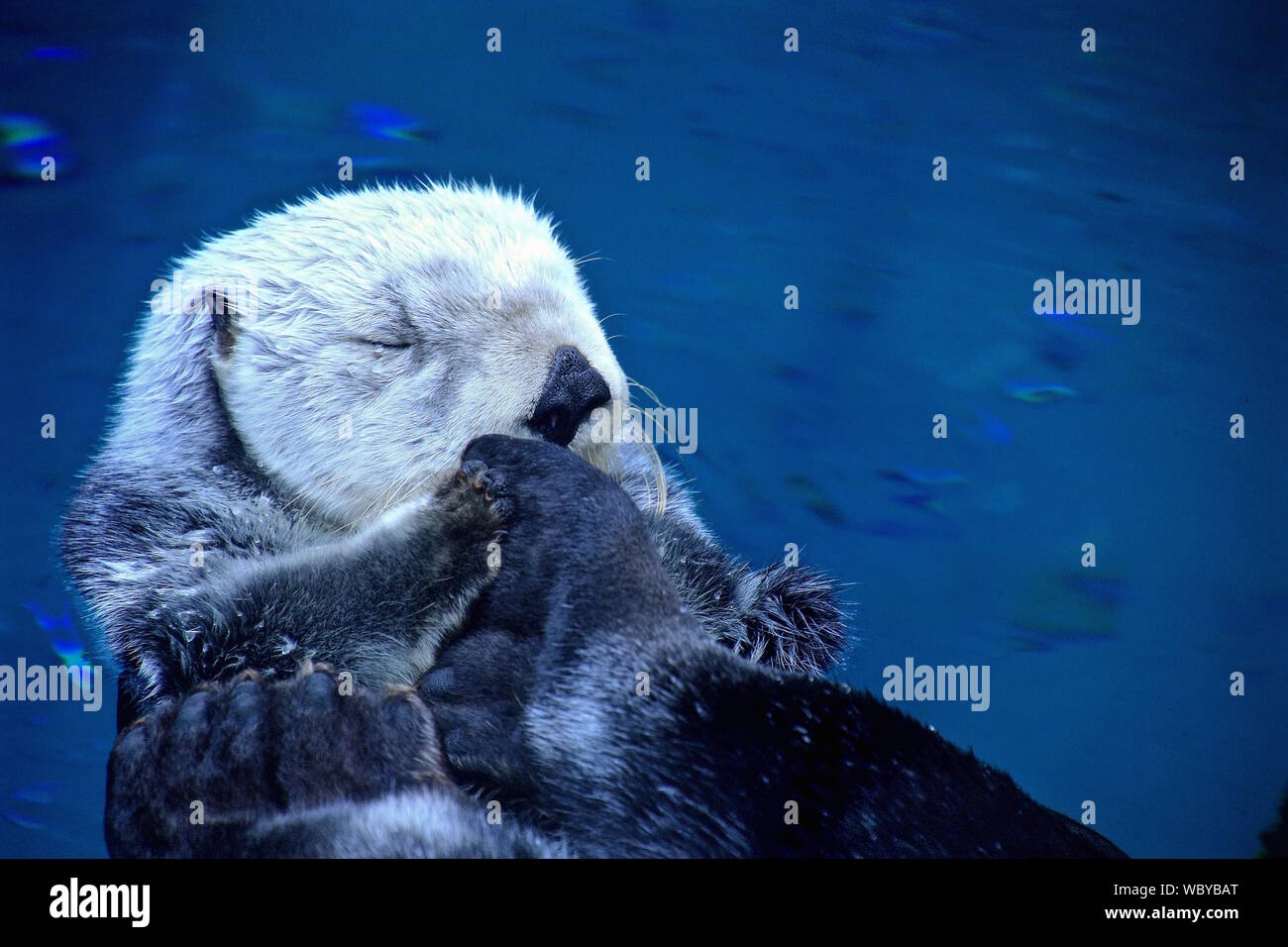 Sleeping lake hi-res stock photography and images - Alamy