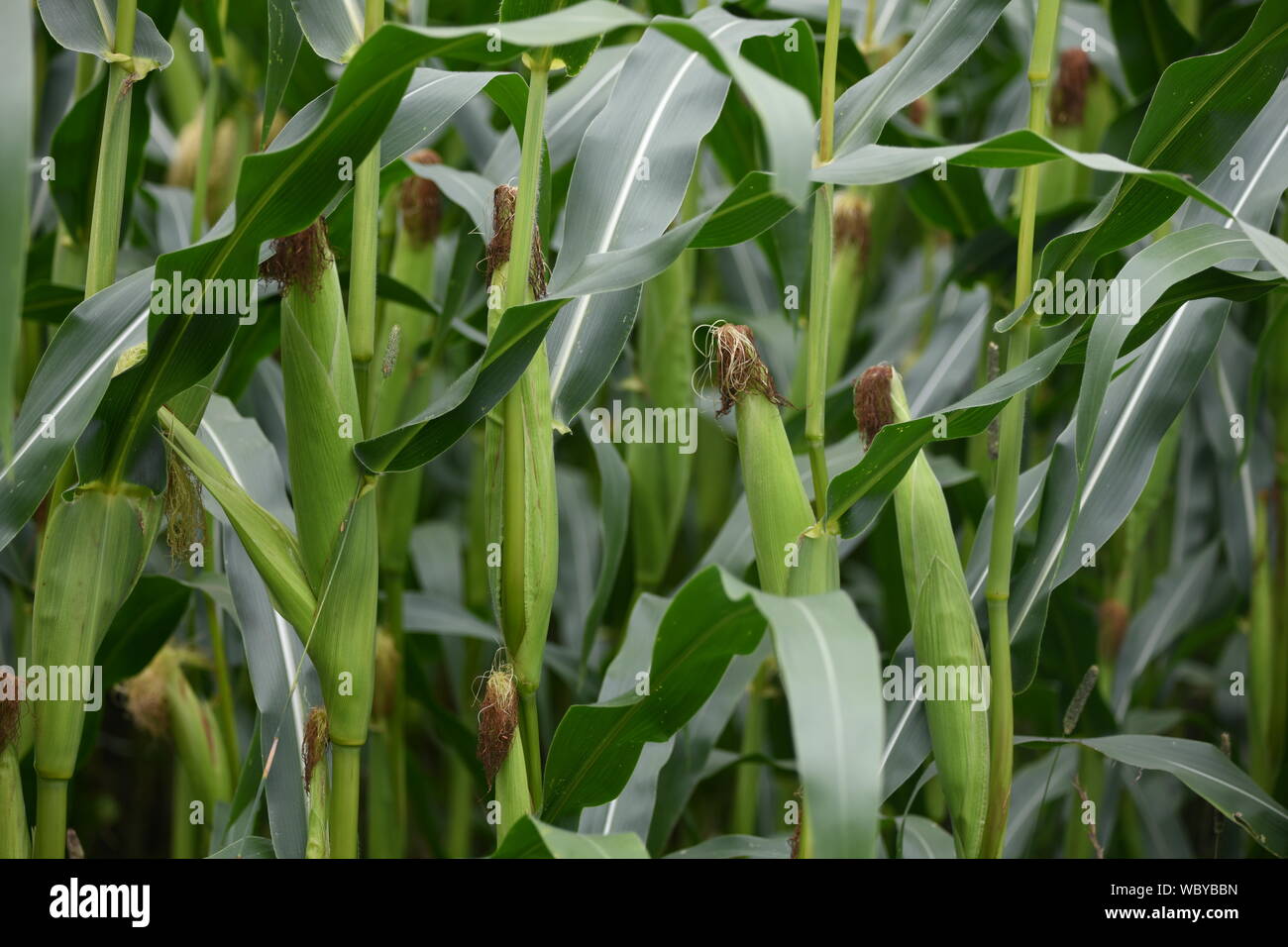 Kukuruz hi-res stock photography and images - Alamy