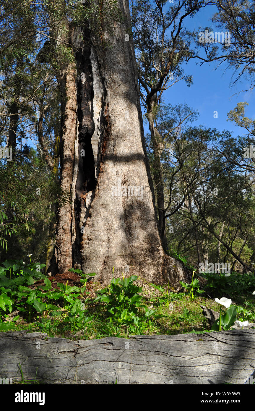 Tuart trees, Eucalyptus gomphocephala, Tuart Forest National Park ...