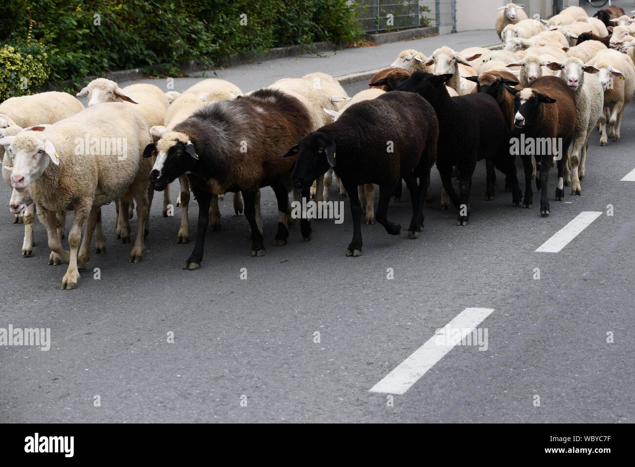 Back to the stable hi-res stock photography and images - Alamy