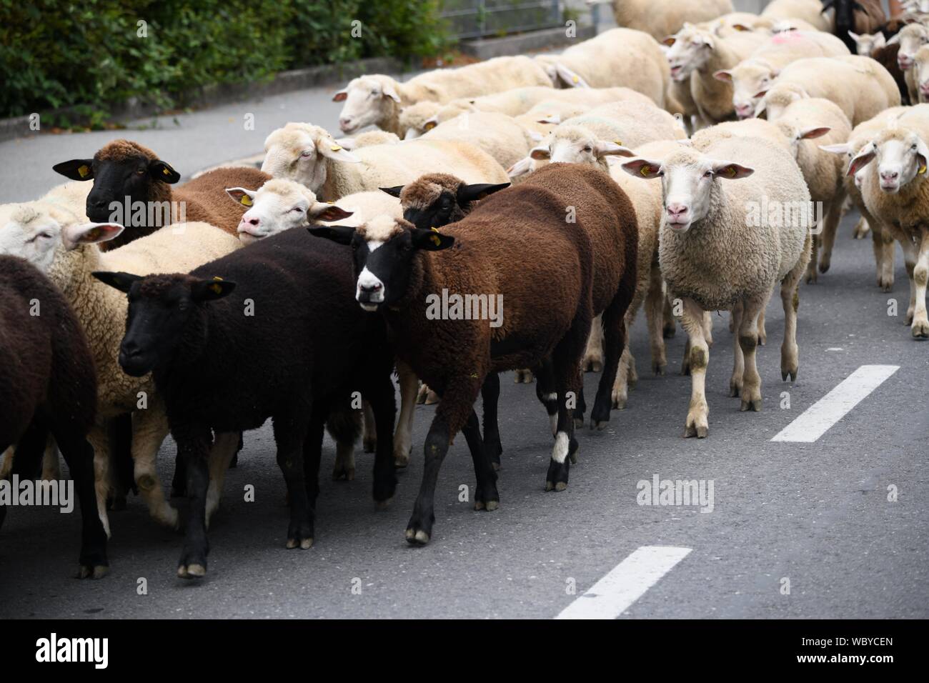 Back to the stable hi-res stock photography and images - Alamy