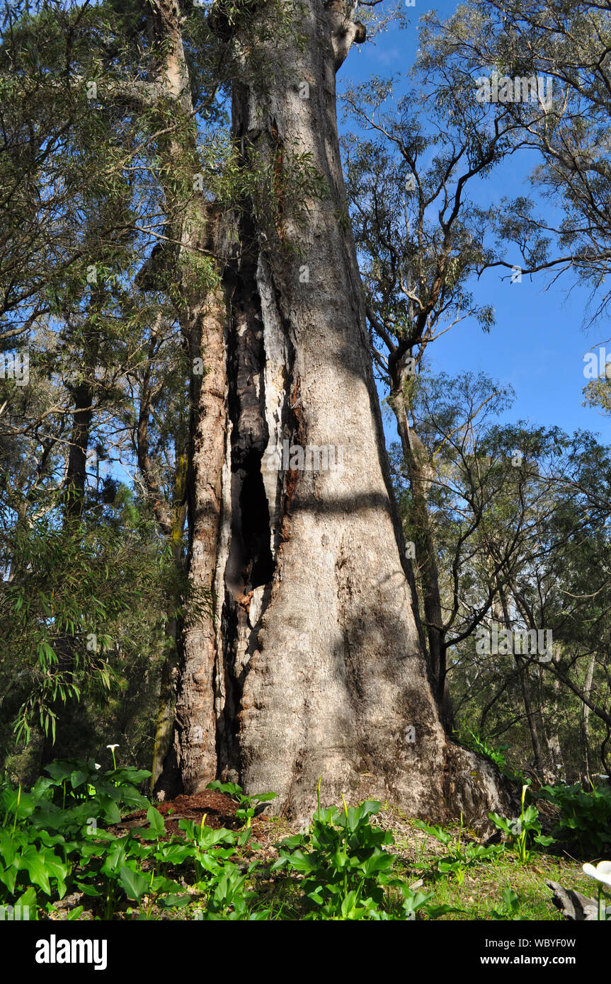 Tuart trees, Eucalyptus gomphocephala, Tuart Forest National Park ...