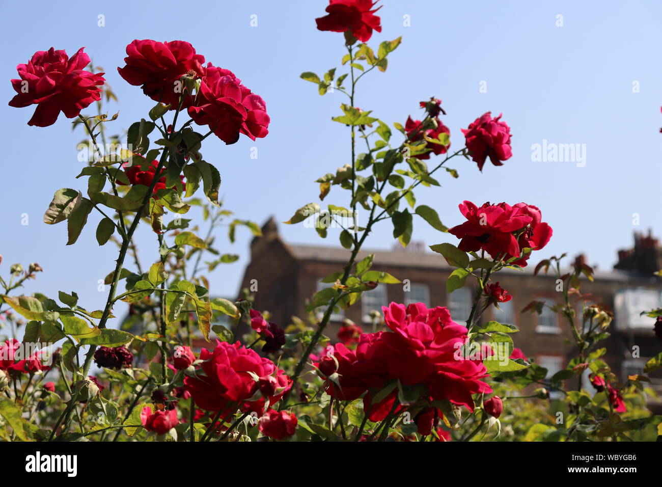 Roses of the square hi-res stock photography and images - Alamy
