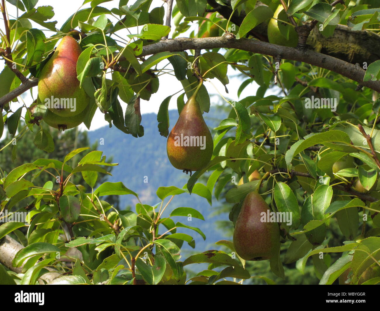 Pears on branch hi-res stock photography and images - Alamy