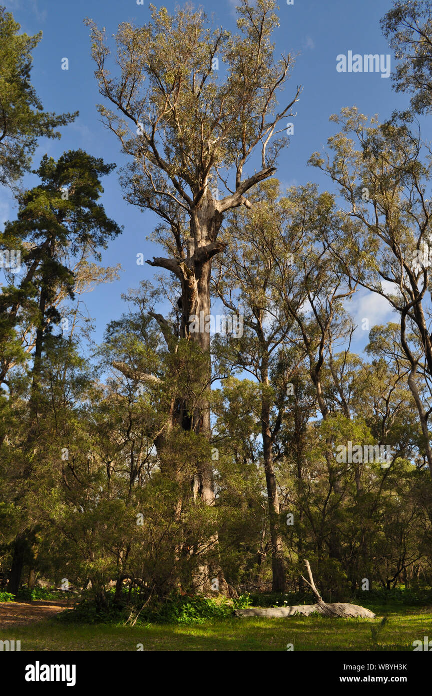 Tuart trees, Eucalyptus gomphocephala, Tuart Forest National Park ...