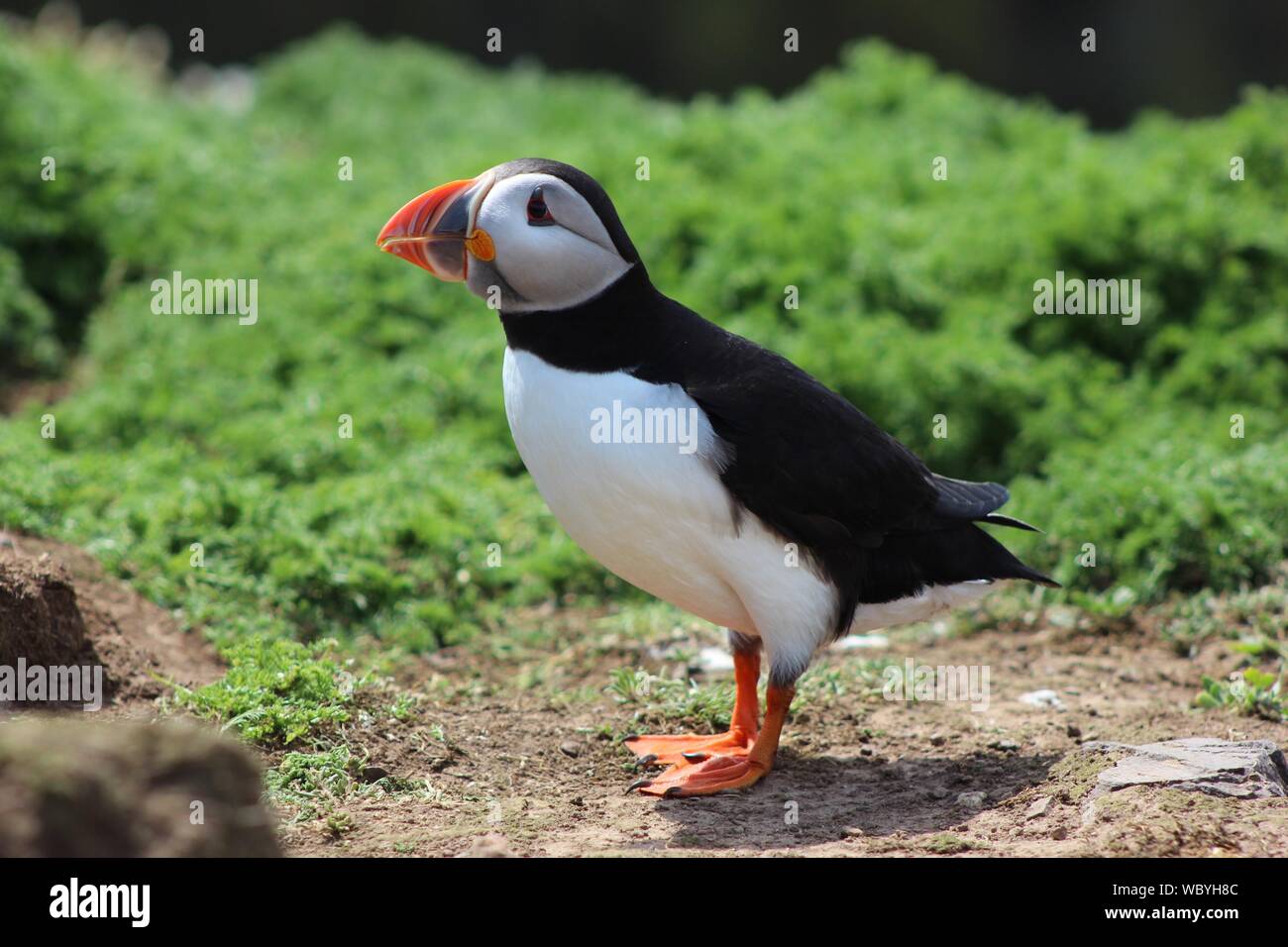 Side Of Puffin High Resolution Stock Photography and Images - Alamy