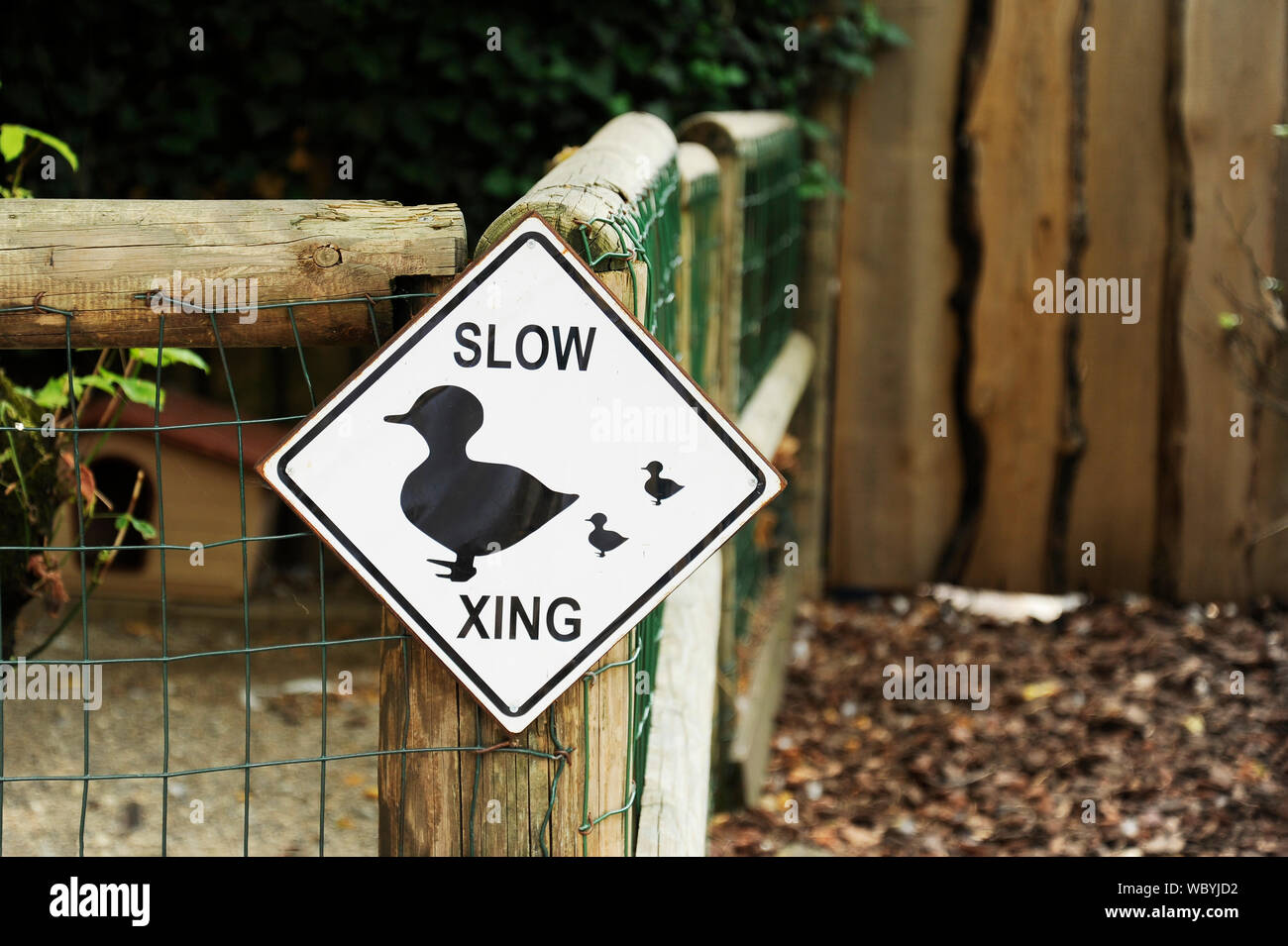 Beware bird danger ducks crossing road road sign hi-res stock ...
