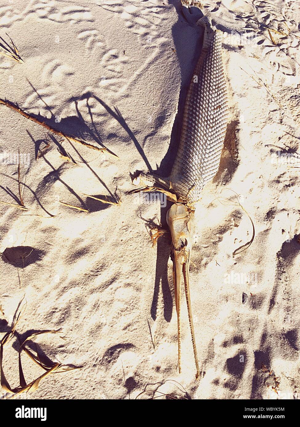 Alligator fish alligator gar alligator hi-res stock photography and ...