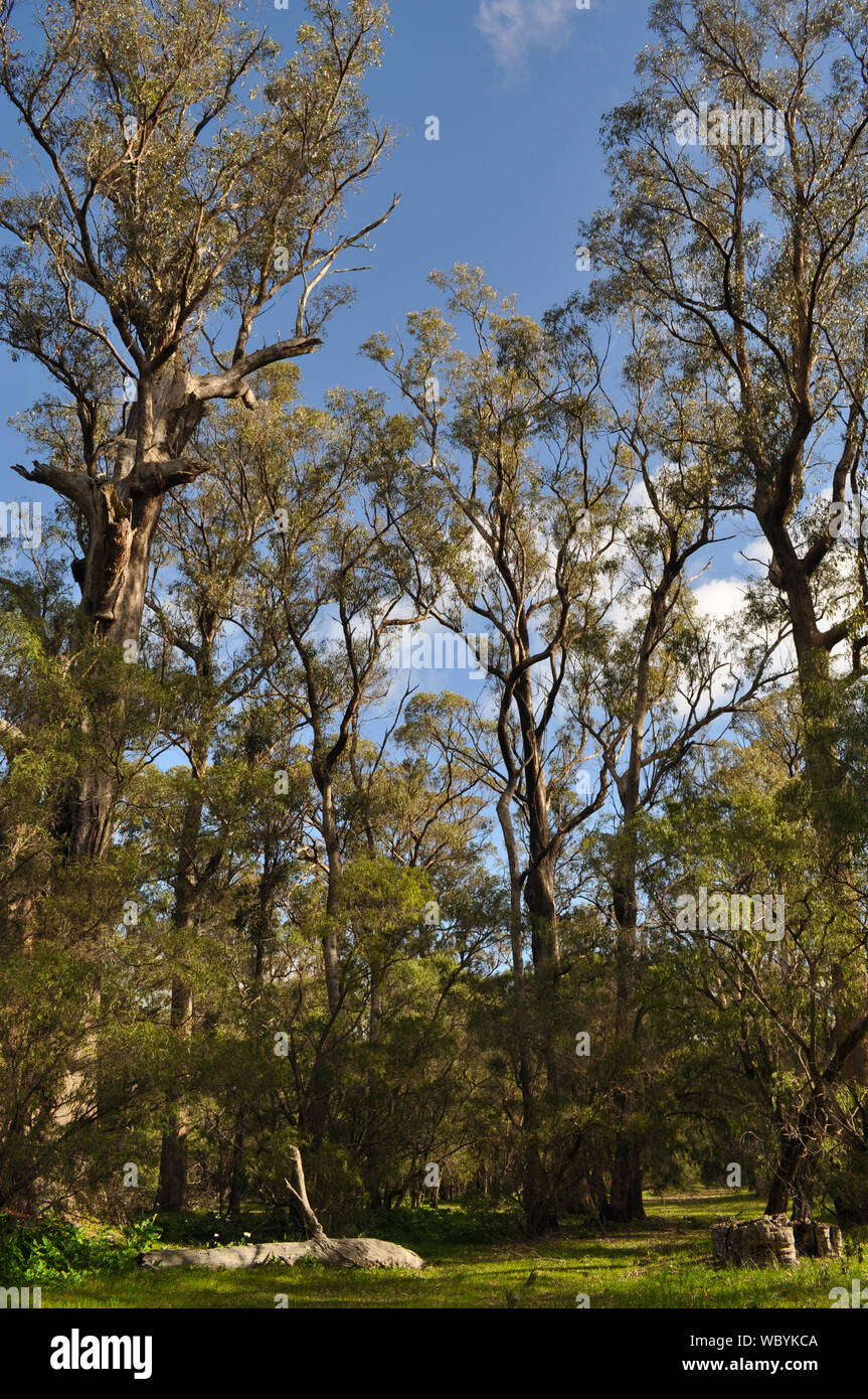 Tuart trees, Eucalyptus gomphocephala, Tuart Forest National Park ...