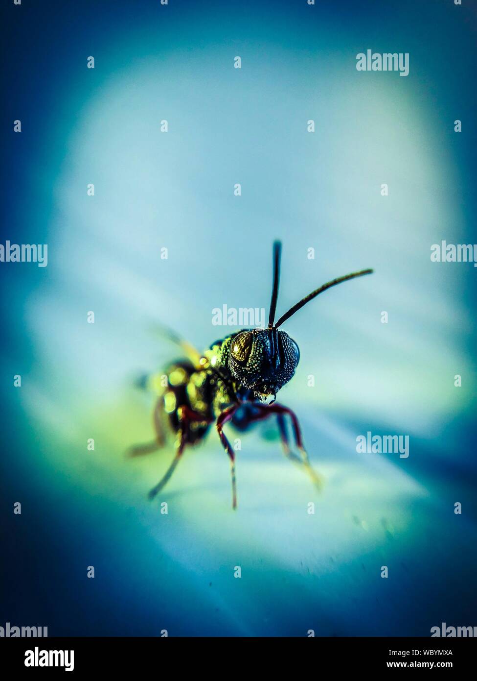 Close up of wasp hi-res stock photography and images - Alamy