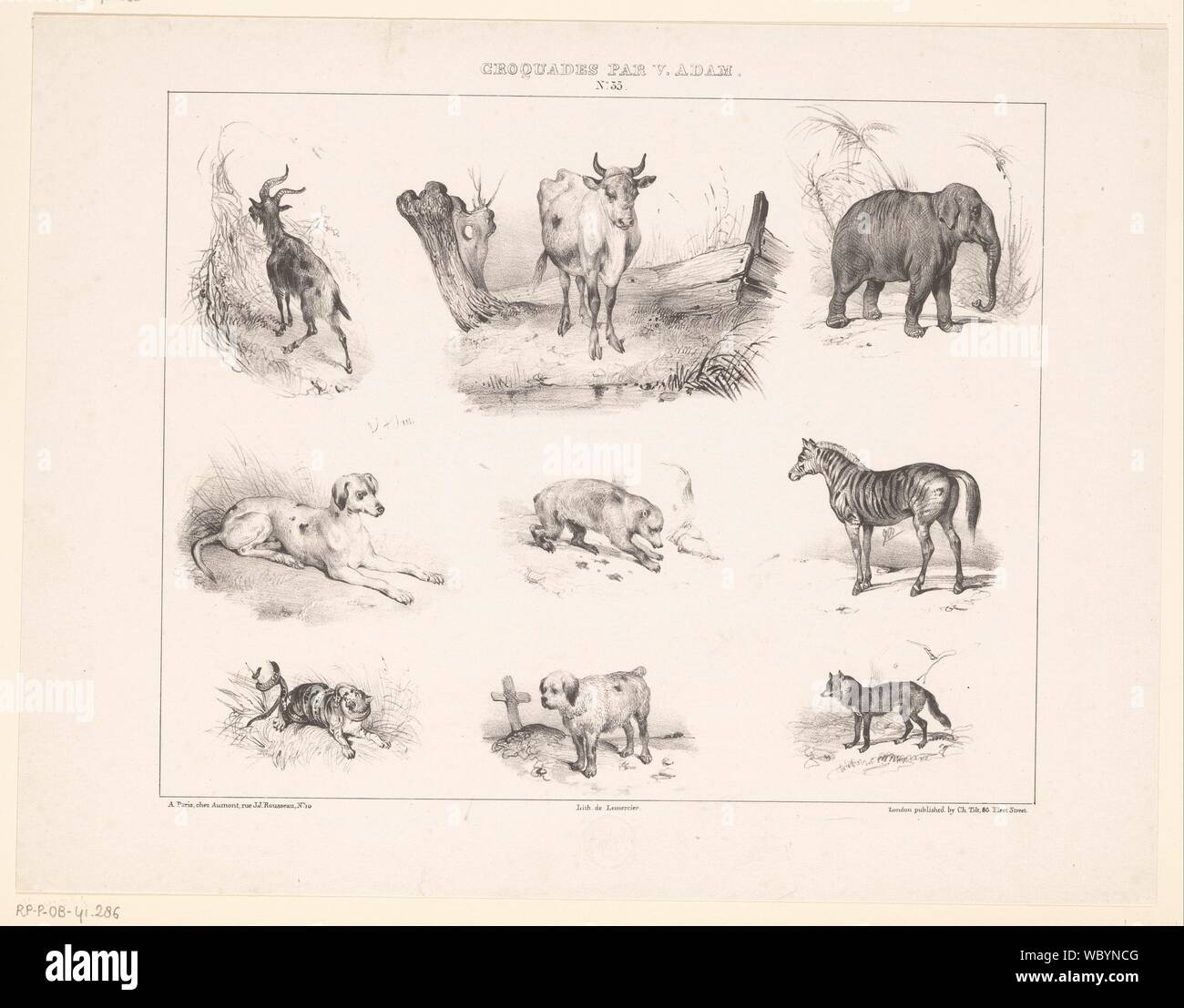 African animals greeting card hi-res stock photography and images - Alamy