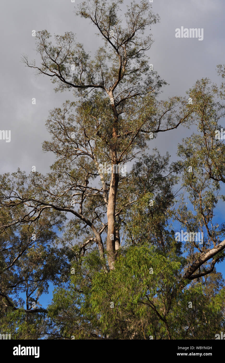 Eucalyptus gomphocephala hi-res stock photography and images - Alamy
