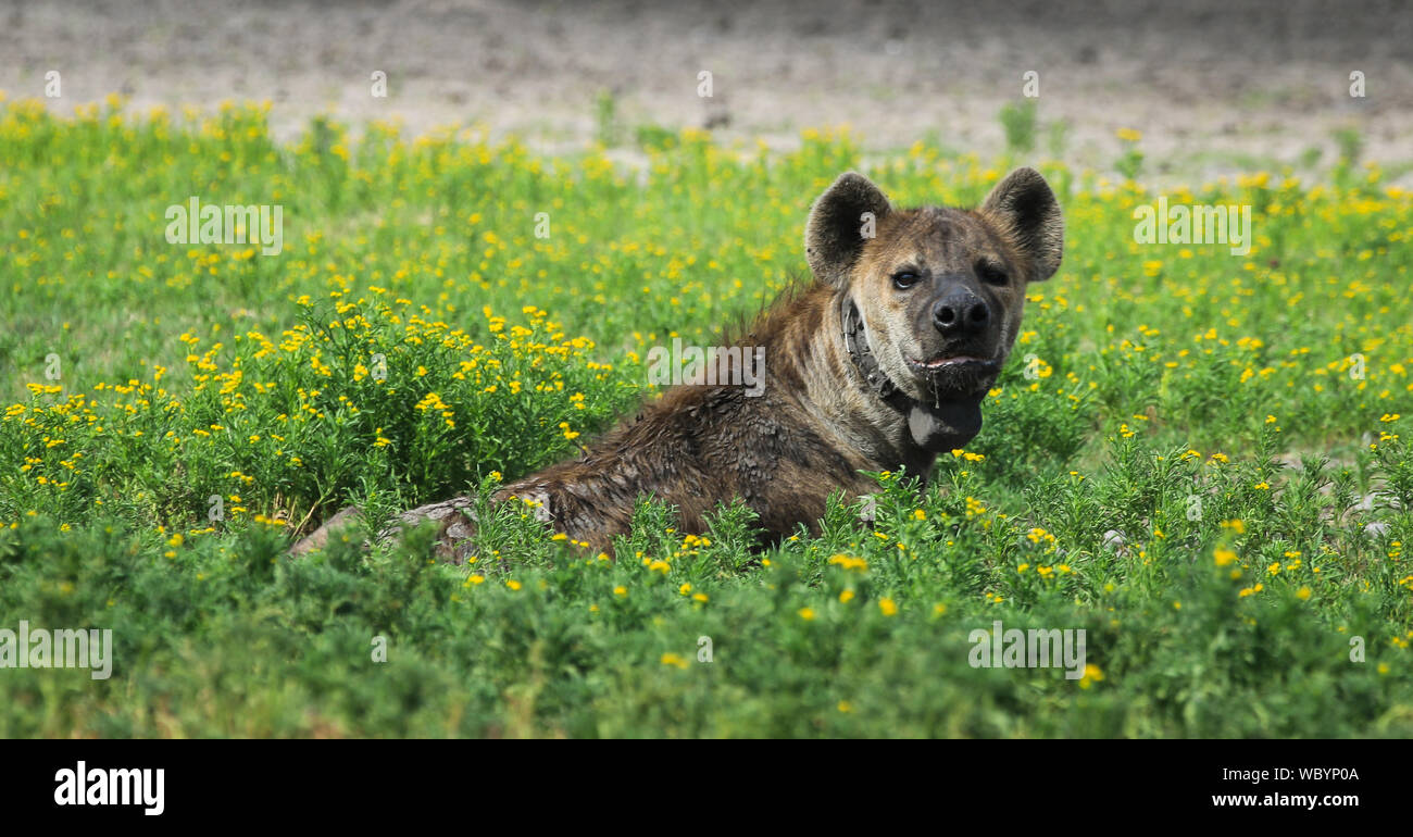 Hyena sitting hi-res stock photography and images - Alamy